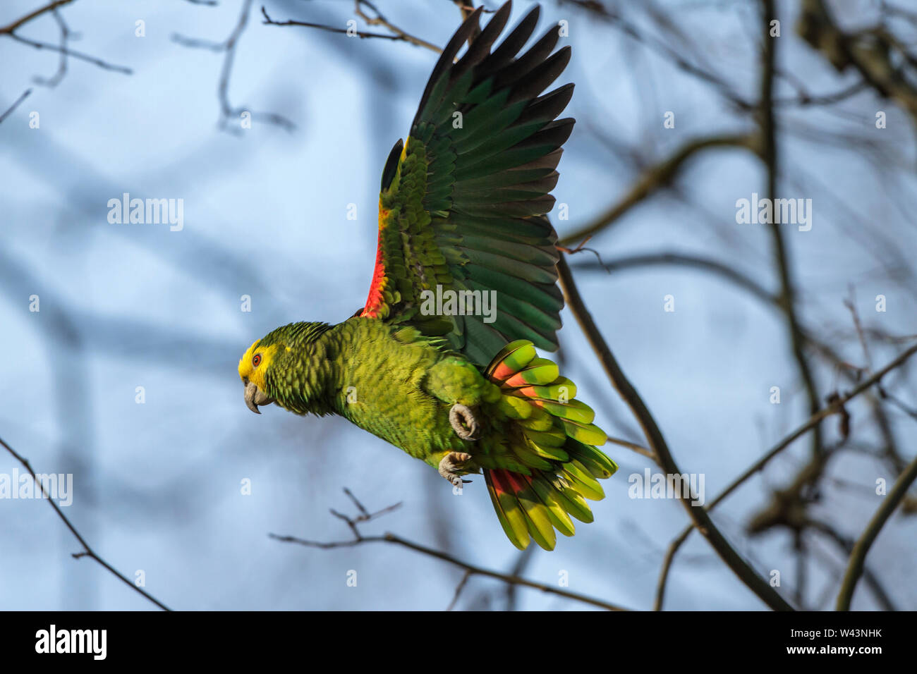 yellow-crowned amazon, yellow-crowned parrot, Gelbkopfamazone (Amazona ...