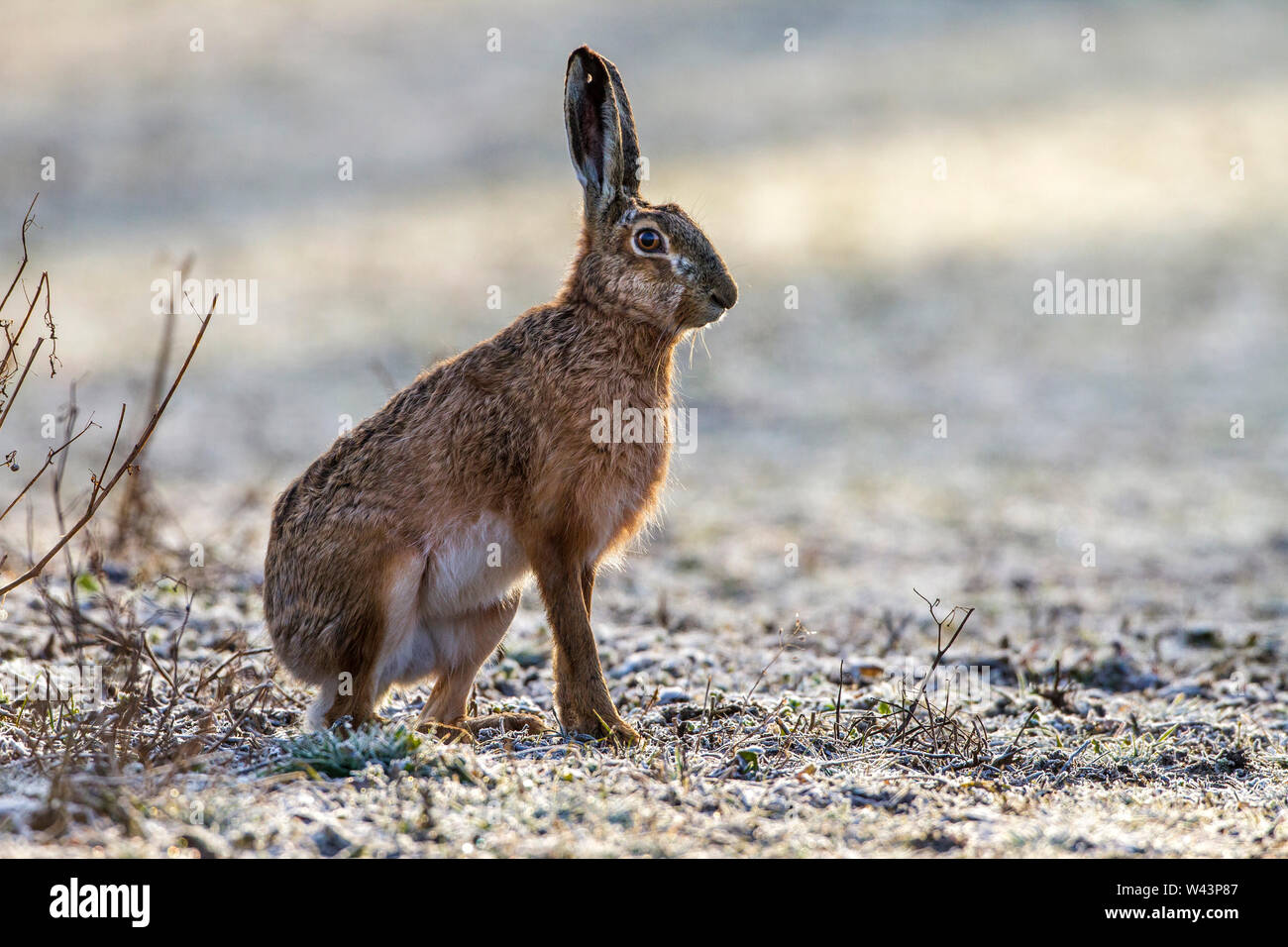 european hare, Feldhase (Lepus europaeus Stock Photo - Alamy