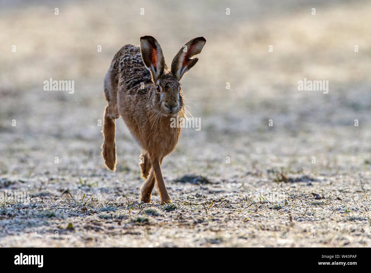 european hare, Feldhase (Lepus europaeus Stock Photo - Alamy