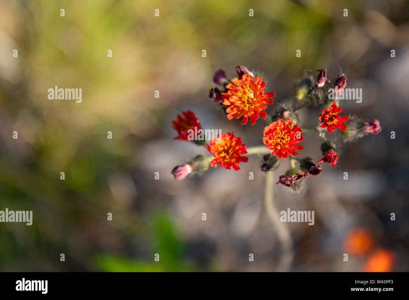 Hawkweed Hieracium Flower Weed Plant in Summer Stock Photo - Alamy