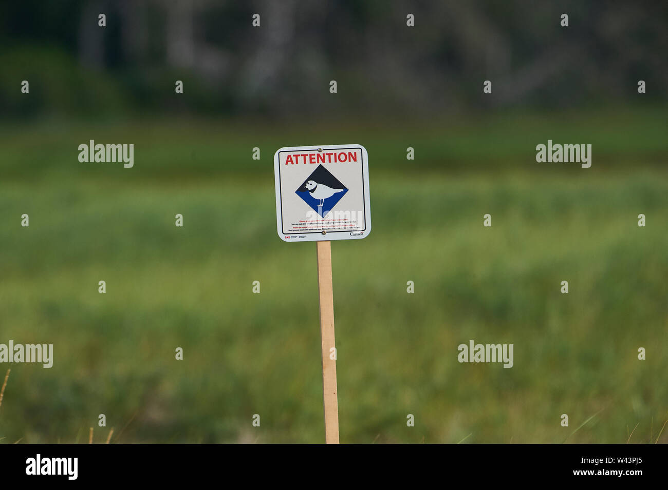 Warning sign indicating breeding area for endangered Piping Plovers at ...