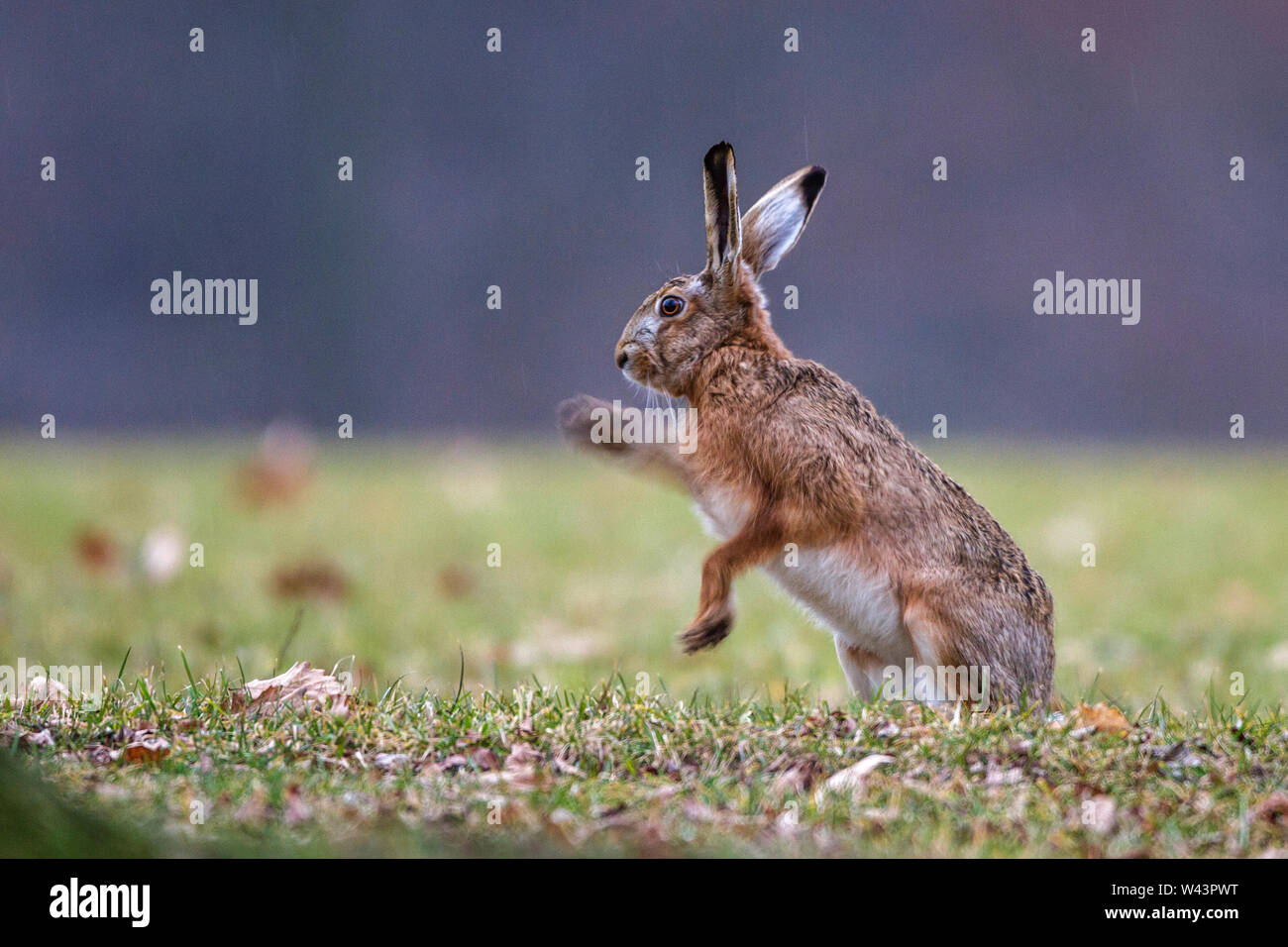 european hare, Feldhase (Lepus europaeus Stock Photo - Alamy