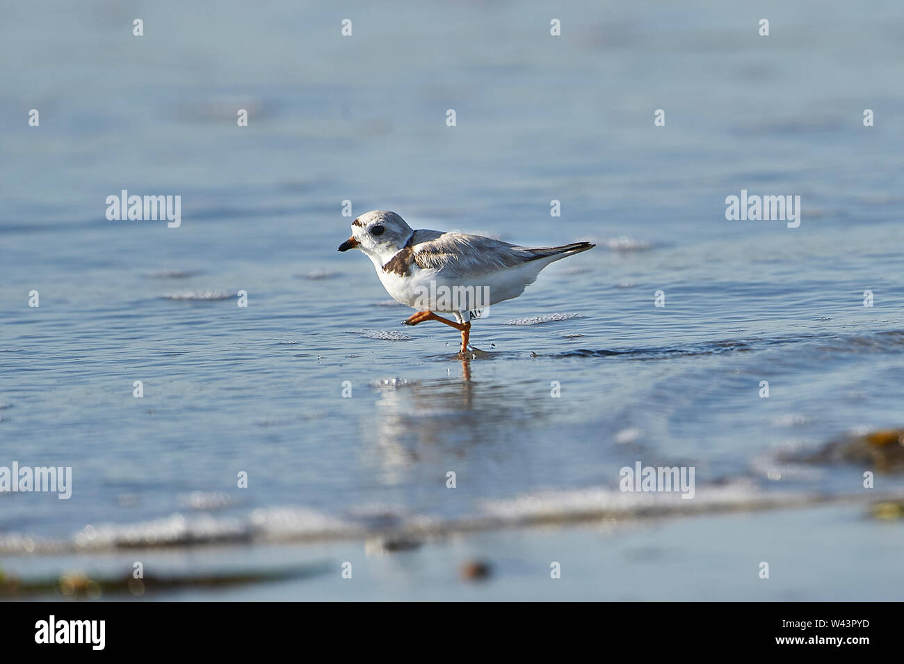 Piping plover nova scotia hi-res stock photography and images - Alamy