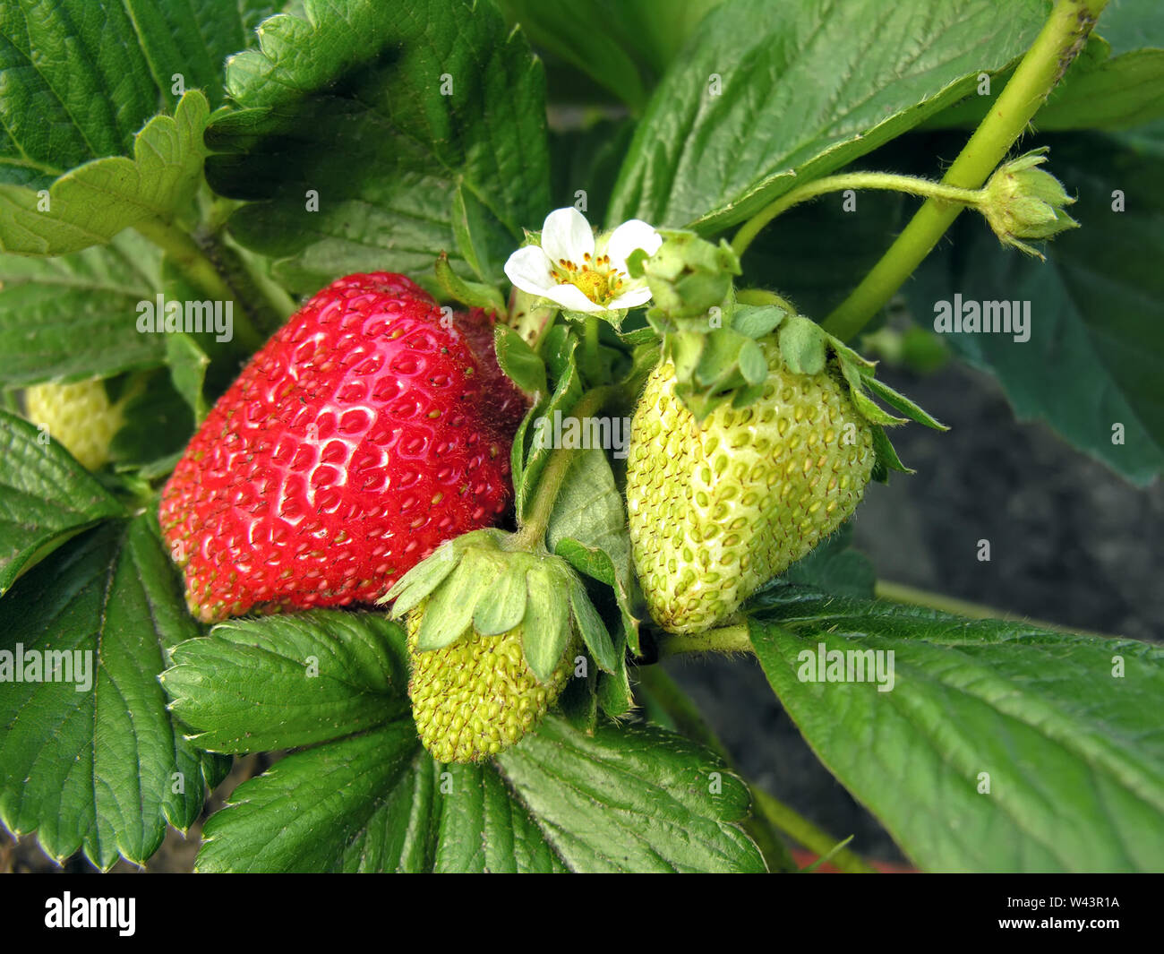 Unripe strawberry fruit hi-res stock photography and images - Alamy