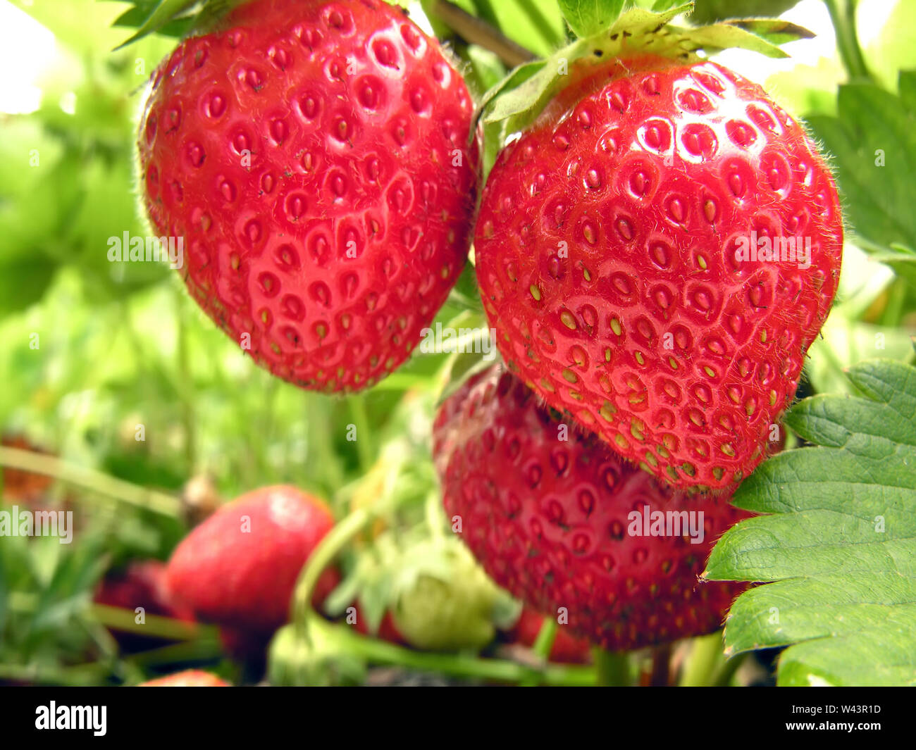 Ripe strawberry in hi-res stock photography and images - Alamy