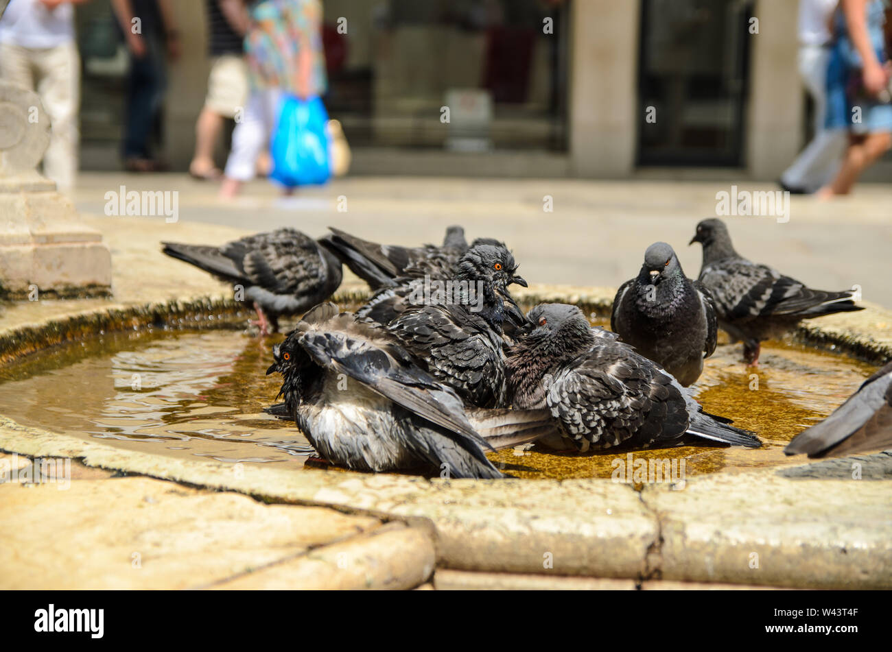 Birds doves on place San Marco in Venice, Italy Stock Photo - Alamy