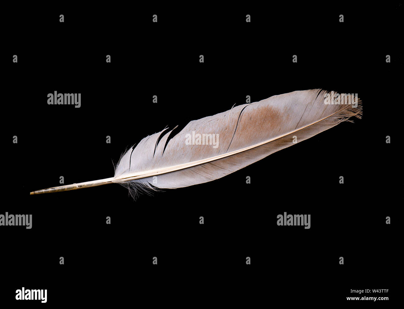 Dove feather hi-res stock photography and images - Alamy