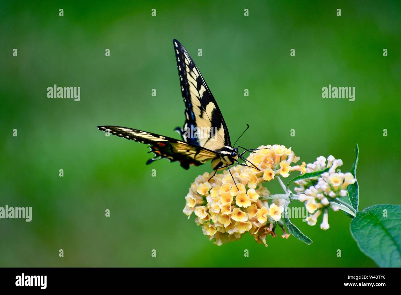butterfly, yellow swallowtail on a yellow butterfly bush Stock Photo ...