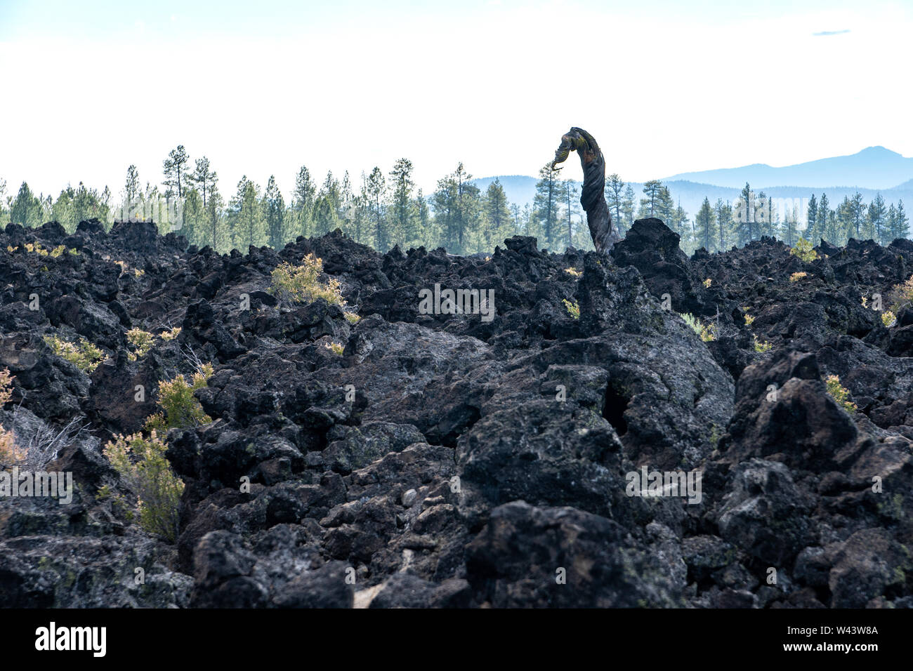 Famous Lava Ness Monster twisted tree in Newberry National Volcanic ...