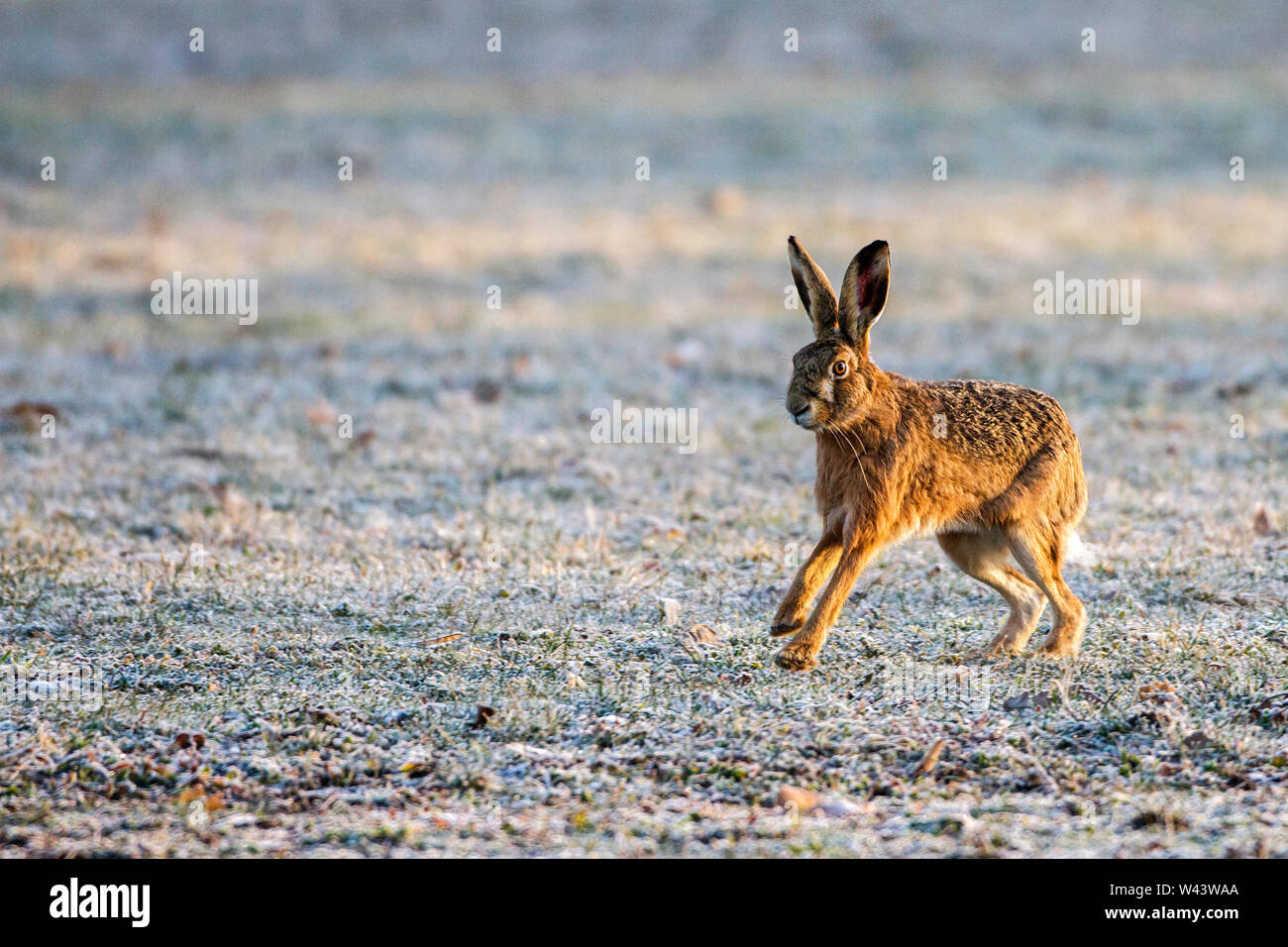european hare, Feldhase (Lepus europaeus Stock Photo - Alamy