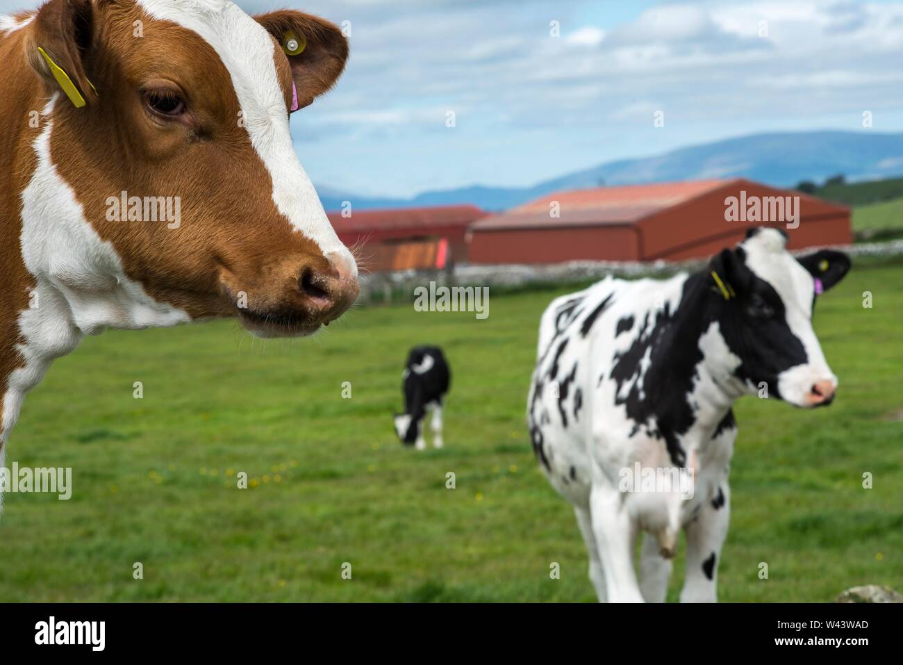 Scottish Farm Buildings High Resolution Stock Photography and Images ...