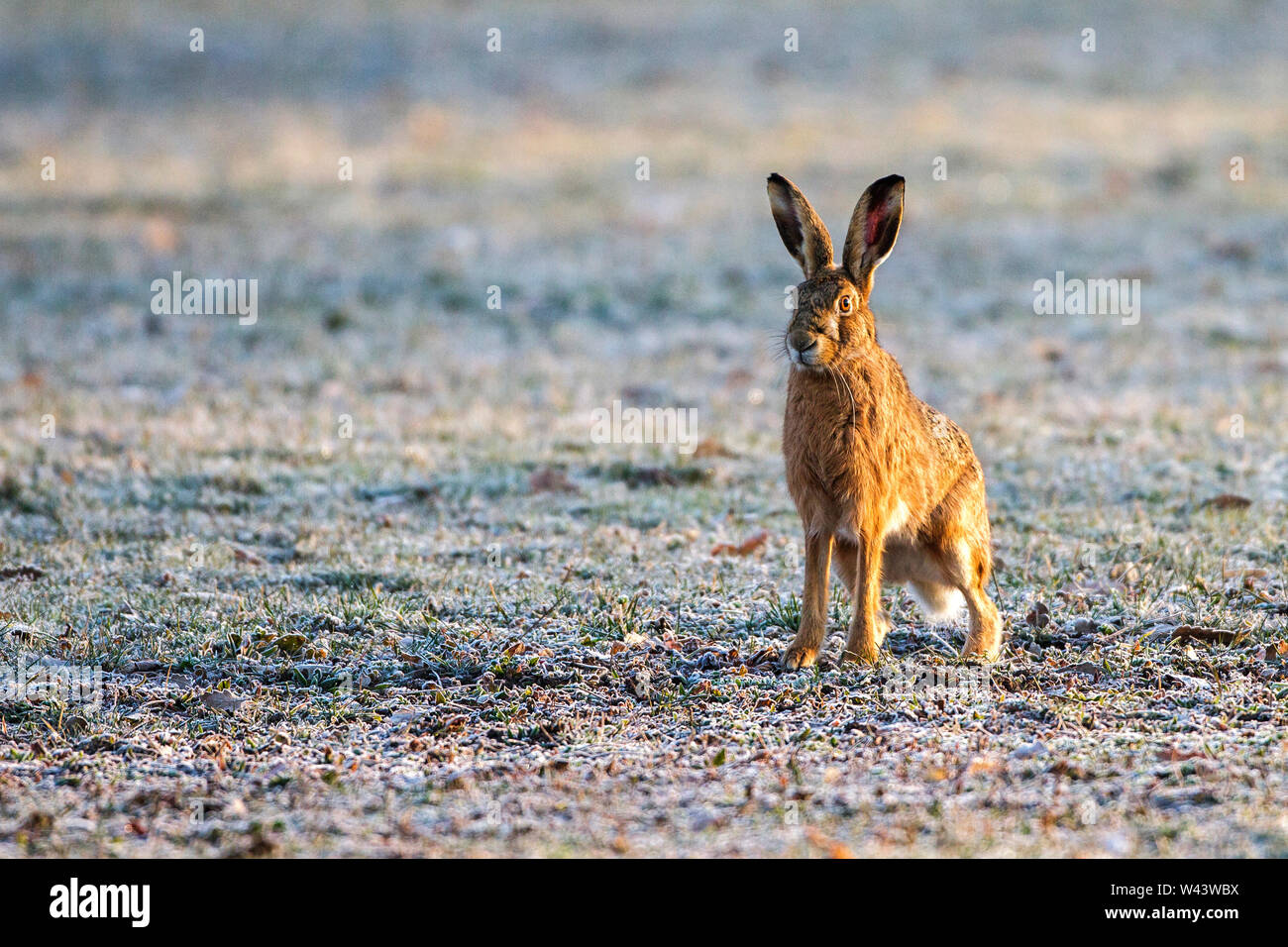 european hare, Feldhase (Lepus europaeus Stock Photo - Alamy