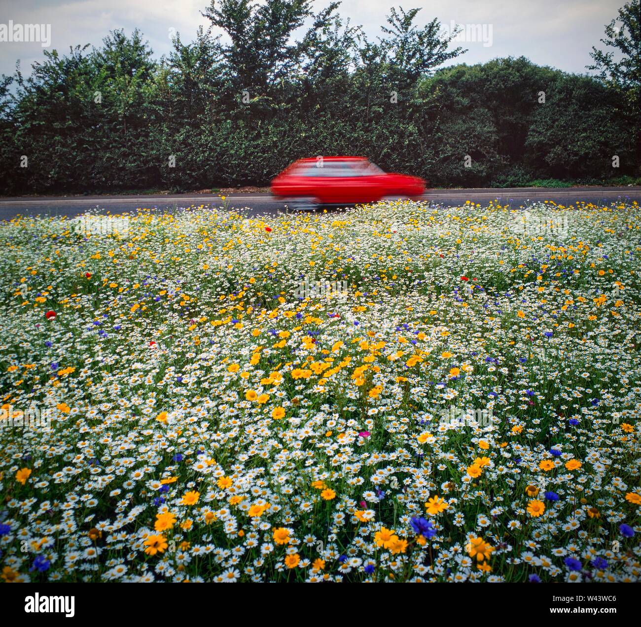 Wild flowers planted next to busy trunk route in Staffordshire, UK ...