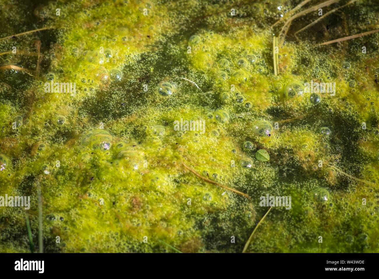 Close-up of algal scum forming in standing water in agricultural area ...
