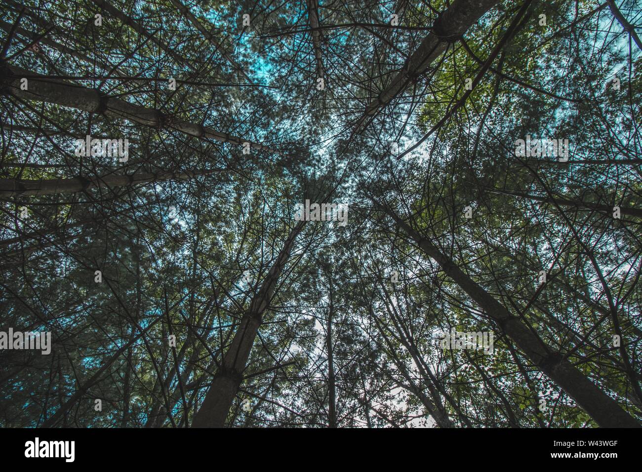 Low angle upshot of beautiful canopy trees in a forest Stock Photo - Alamy