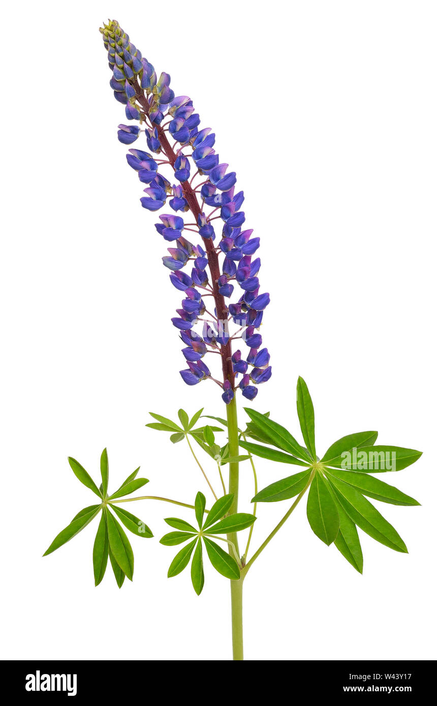 June on blue background Cut Out Stock Images & Pictures - Alamy