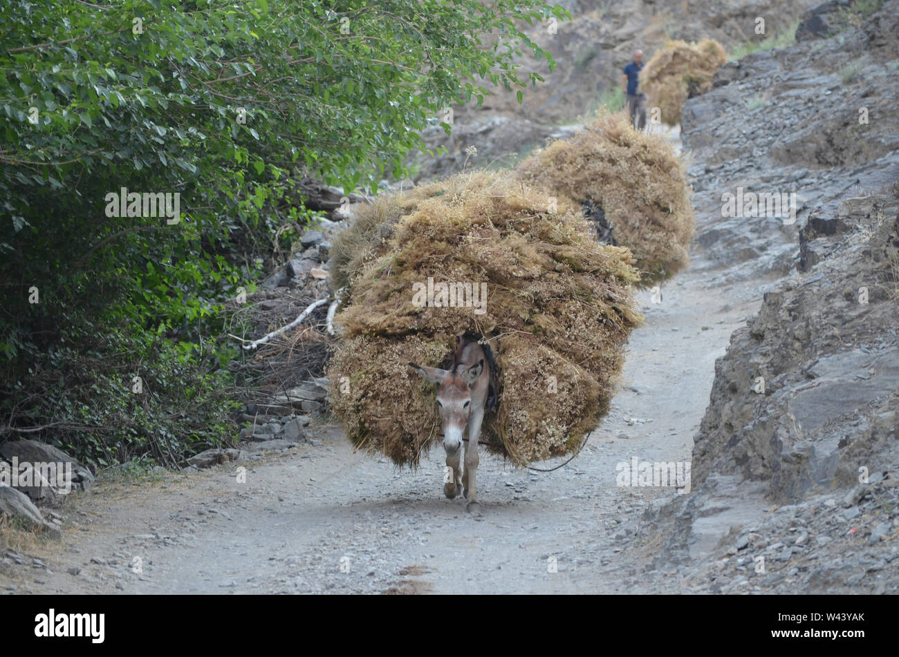 A donkey heavily loaded with dry fodder in the Nuratau mountains ...