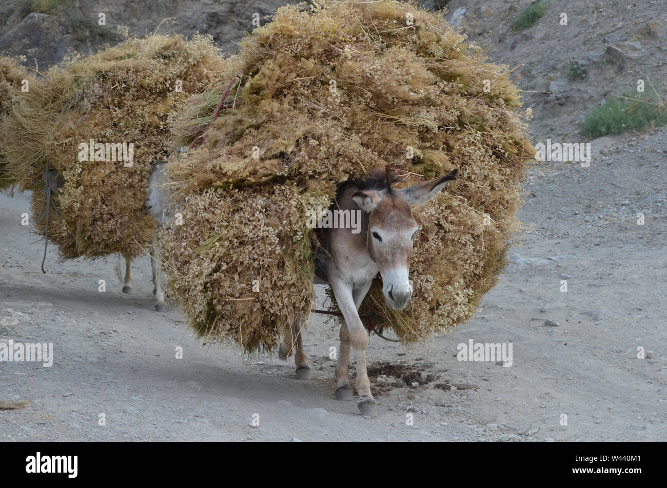 A donkey heavily loaded with dry fodder in the Nuratau mountains ...