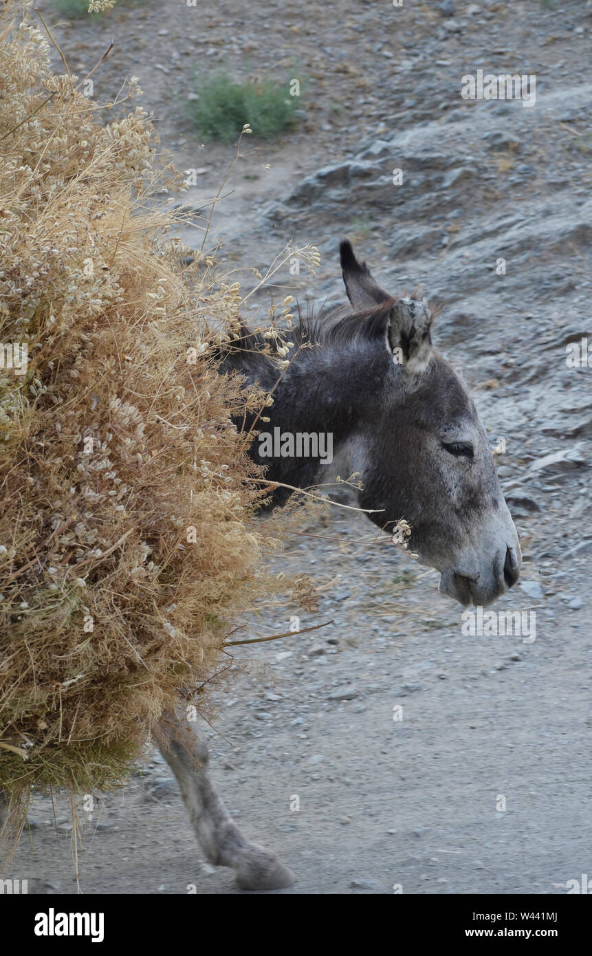 A donkey heavily loaded with dry fodder in the Nuratau mountains ...
