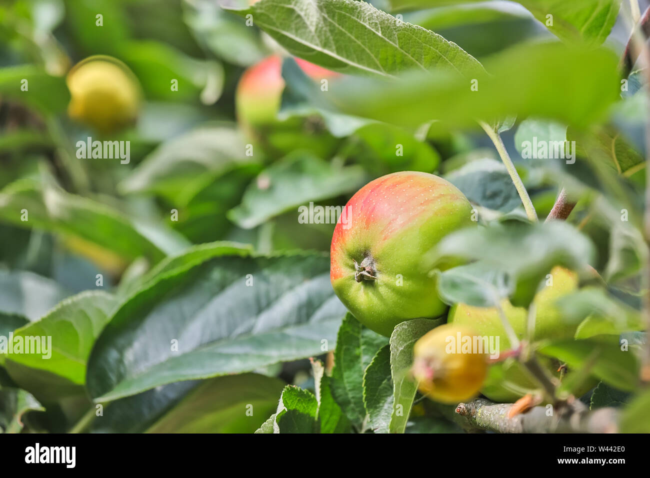apple tree summer background Stock Photo - Alamy