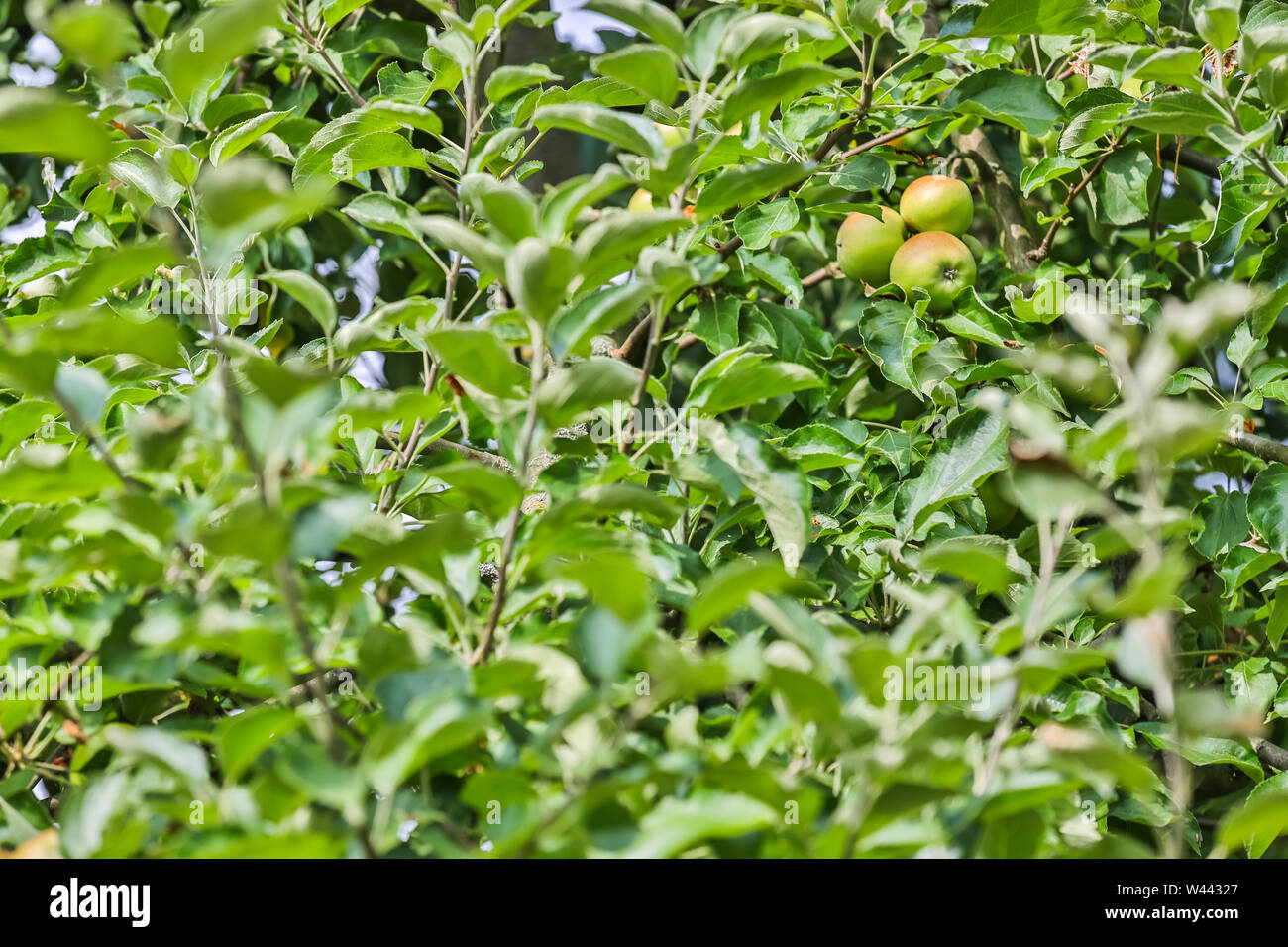 apple tree summer background Stock Photo - Alamy