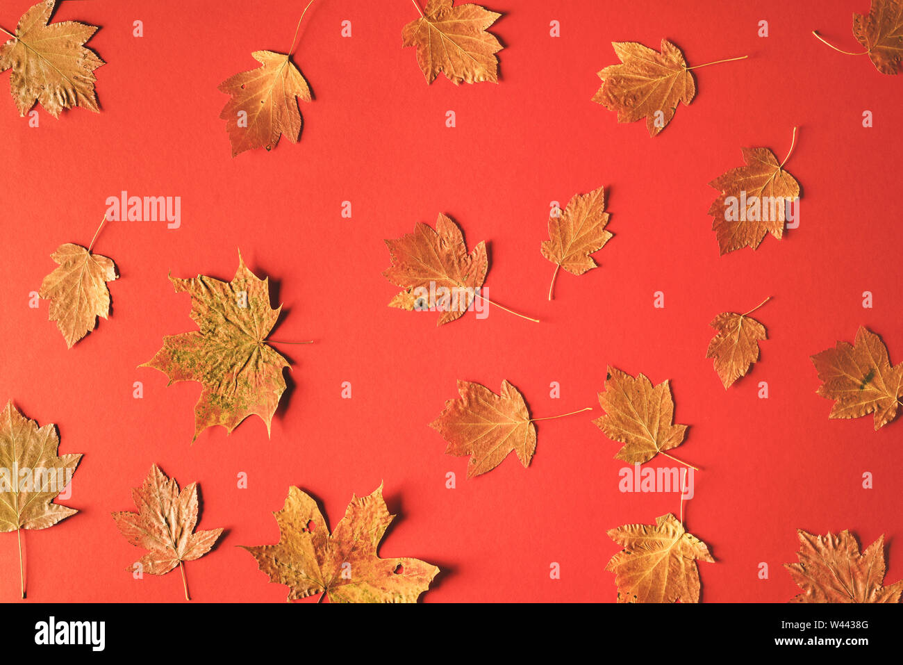 Fall nature concept with dried autumn leaves on a red paper background ...