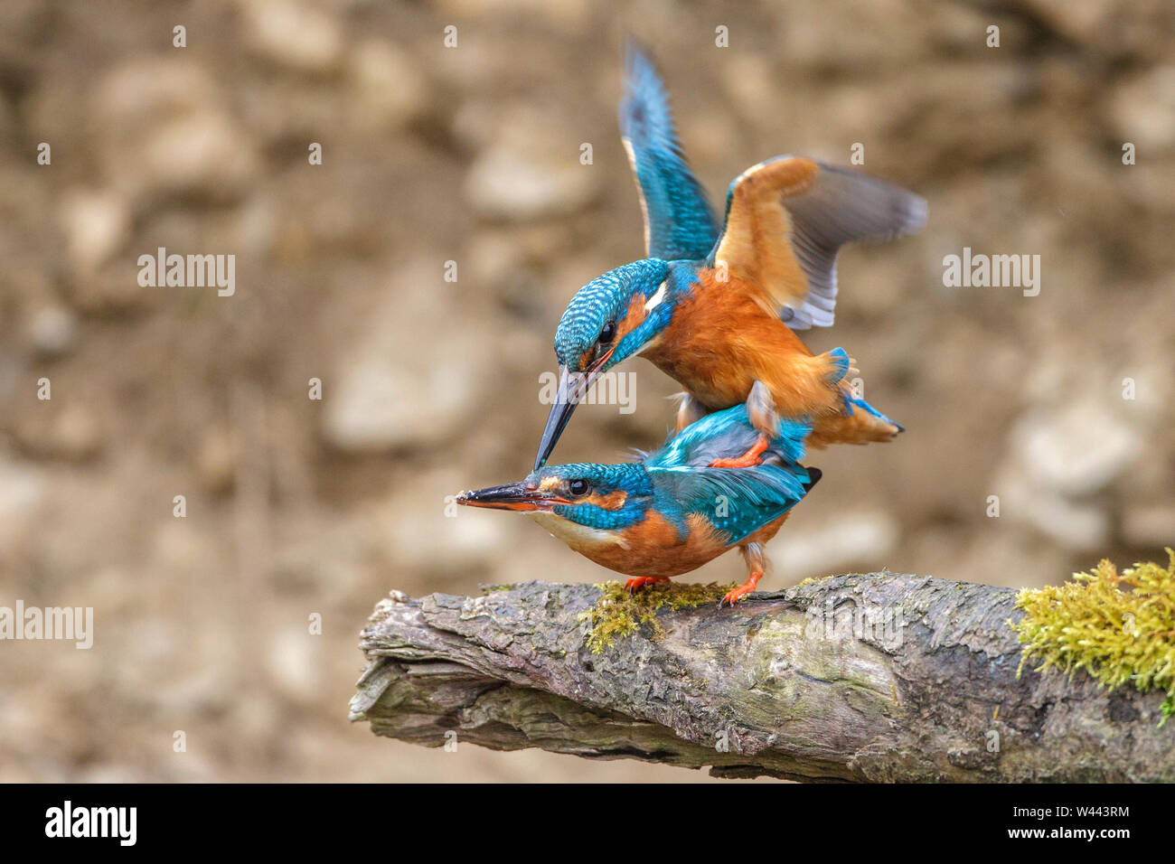 199f rmu 1501892 hi-res stock photography and images - Alamy