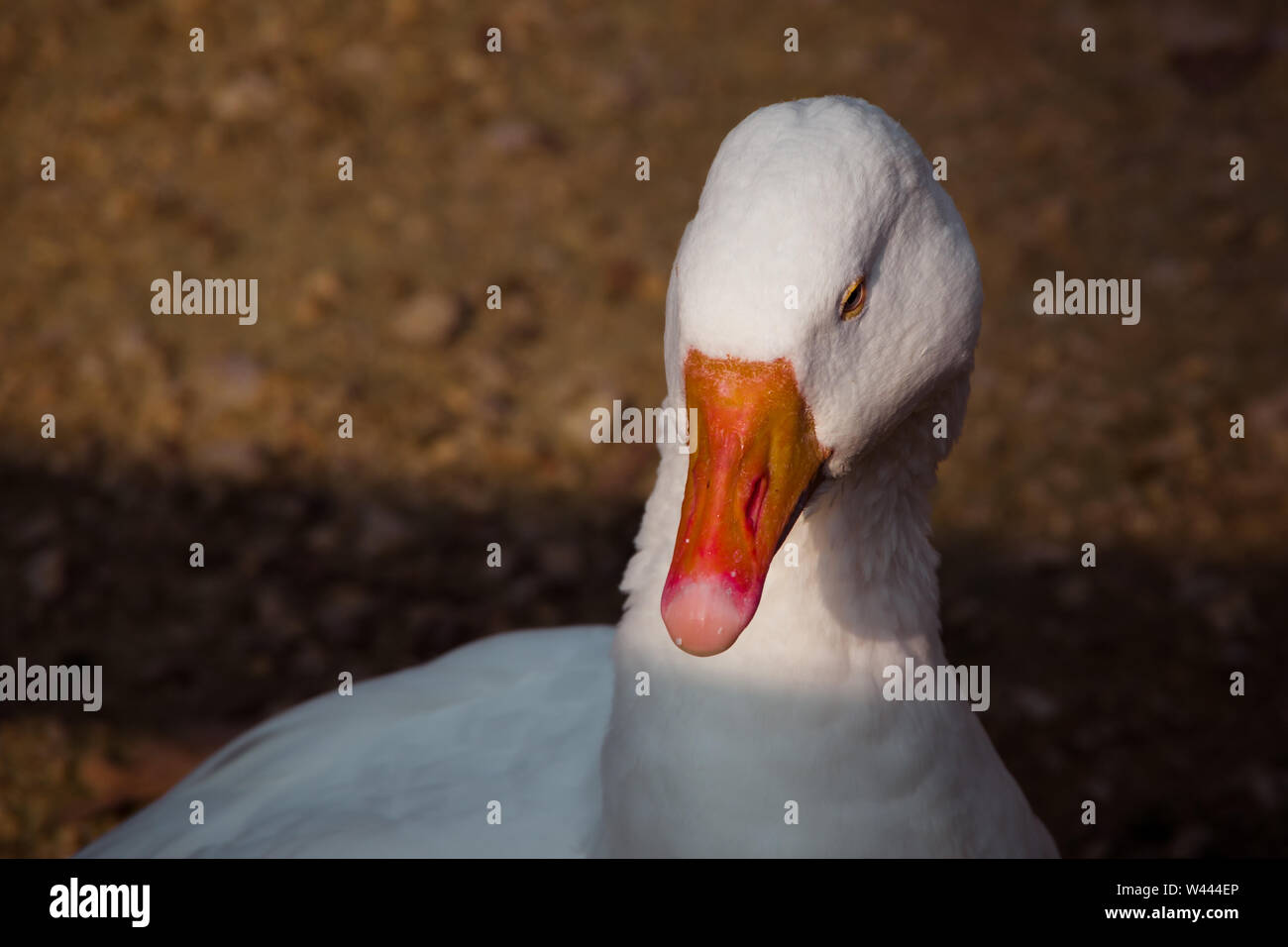 Side view of duck hi-res stock photography and images - Alamy