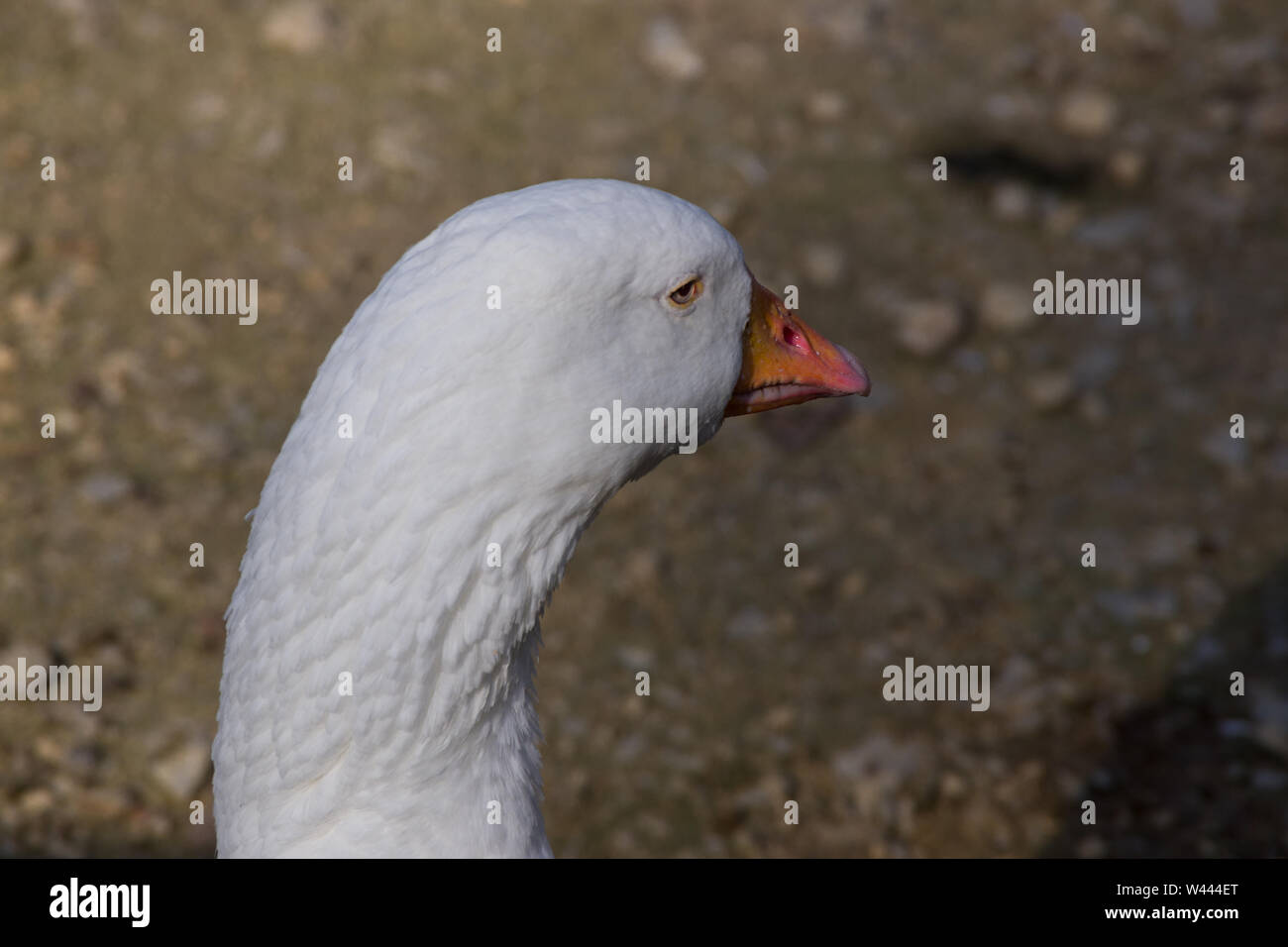 Sad wild duck hi-res stock photography and images - Alamy