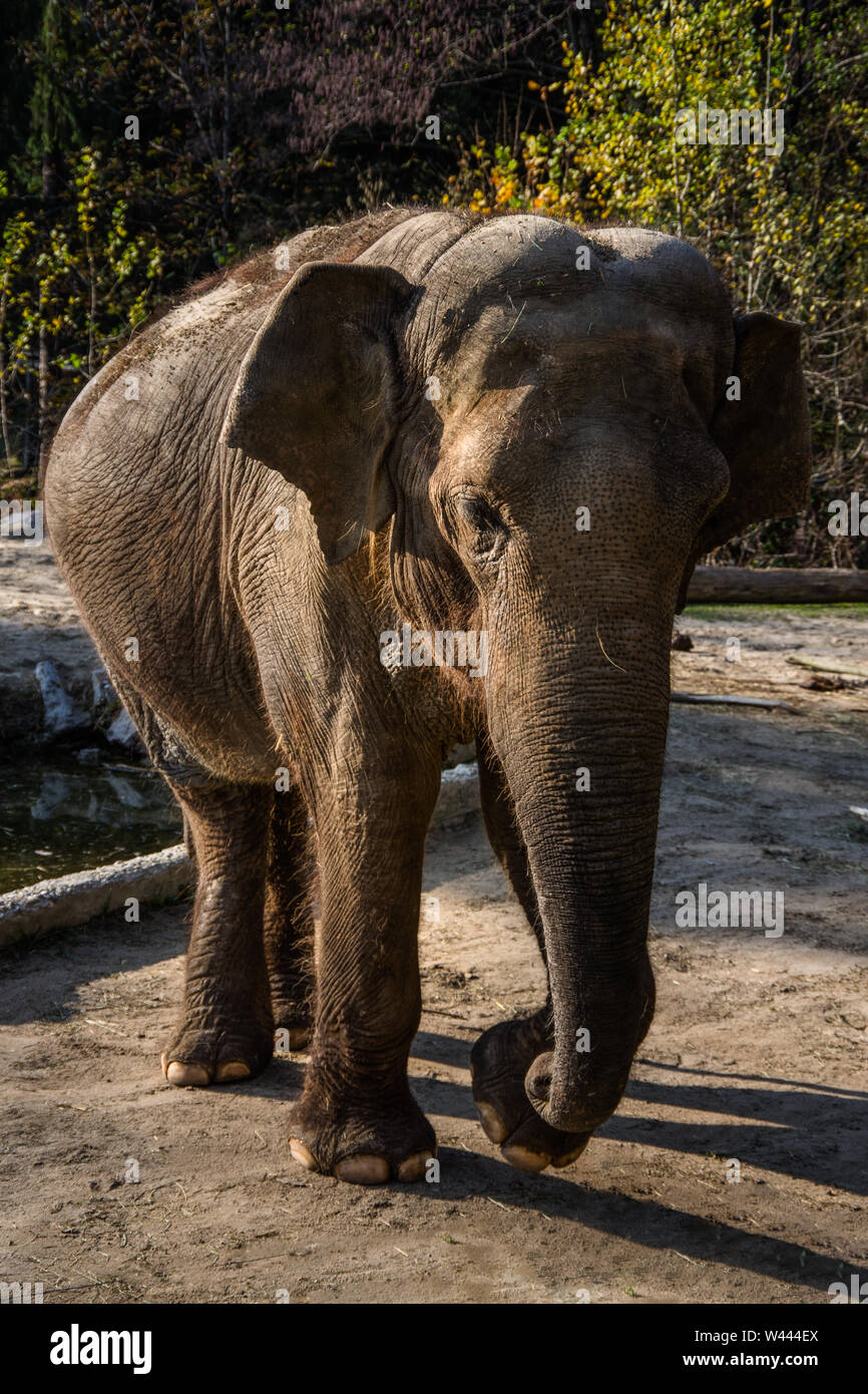 Elephant walking toward camera hi-res stock photography and images - Alamy