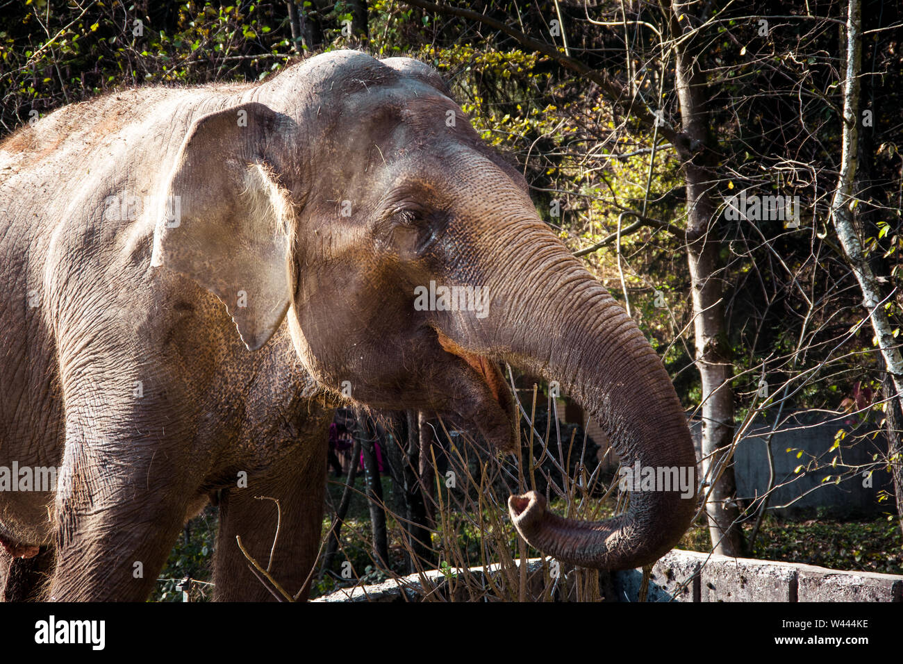 Close up view of a Asian or Asiatic elephant (Elephas maximus) head ...