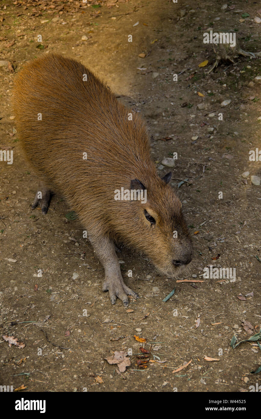 Front-top view of one capybara (Hydrochoerus hydrochaeris) walking ...