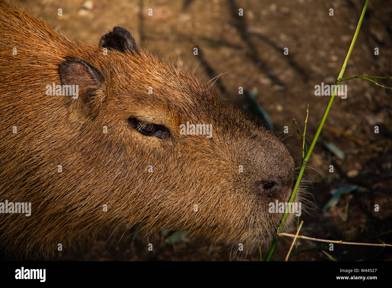 Capybara eating hi-res stock photography and images - Alamy