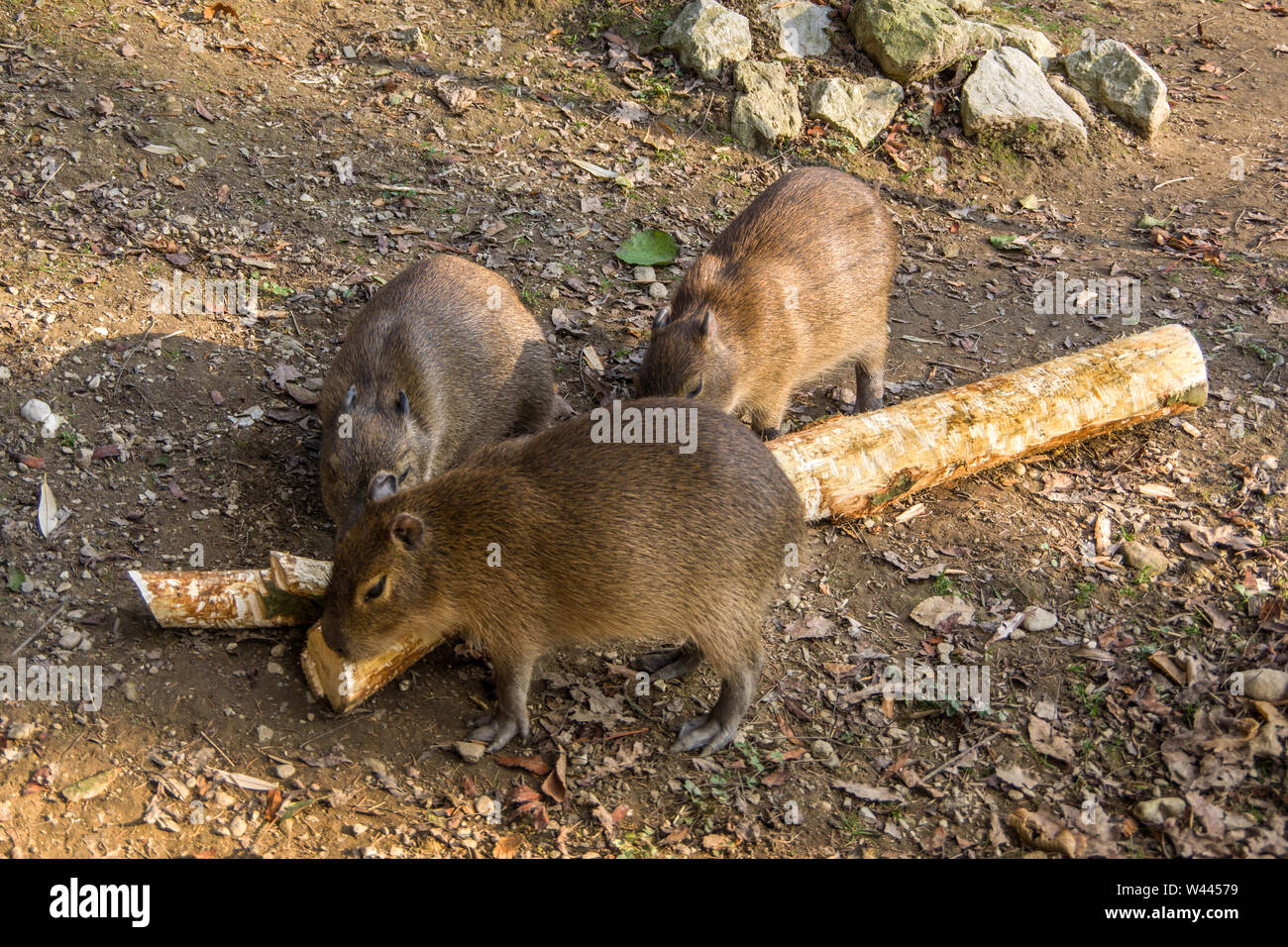 Close up view of three capybaras (Hydrochoerus hydrochaeris) nibbling a ...