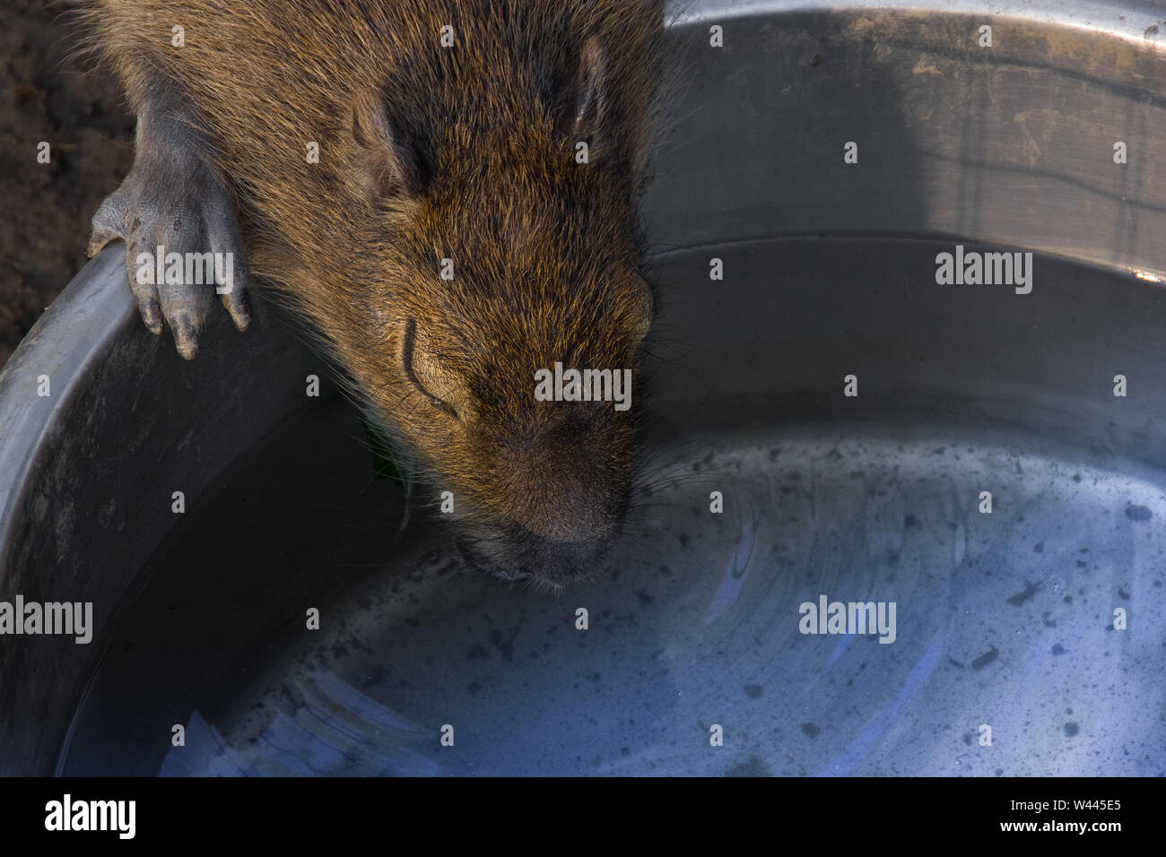 Funny capybara hi-res stock photography and images - Alamy