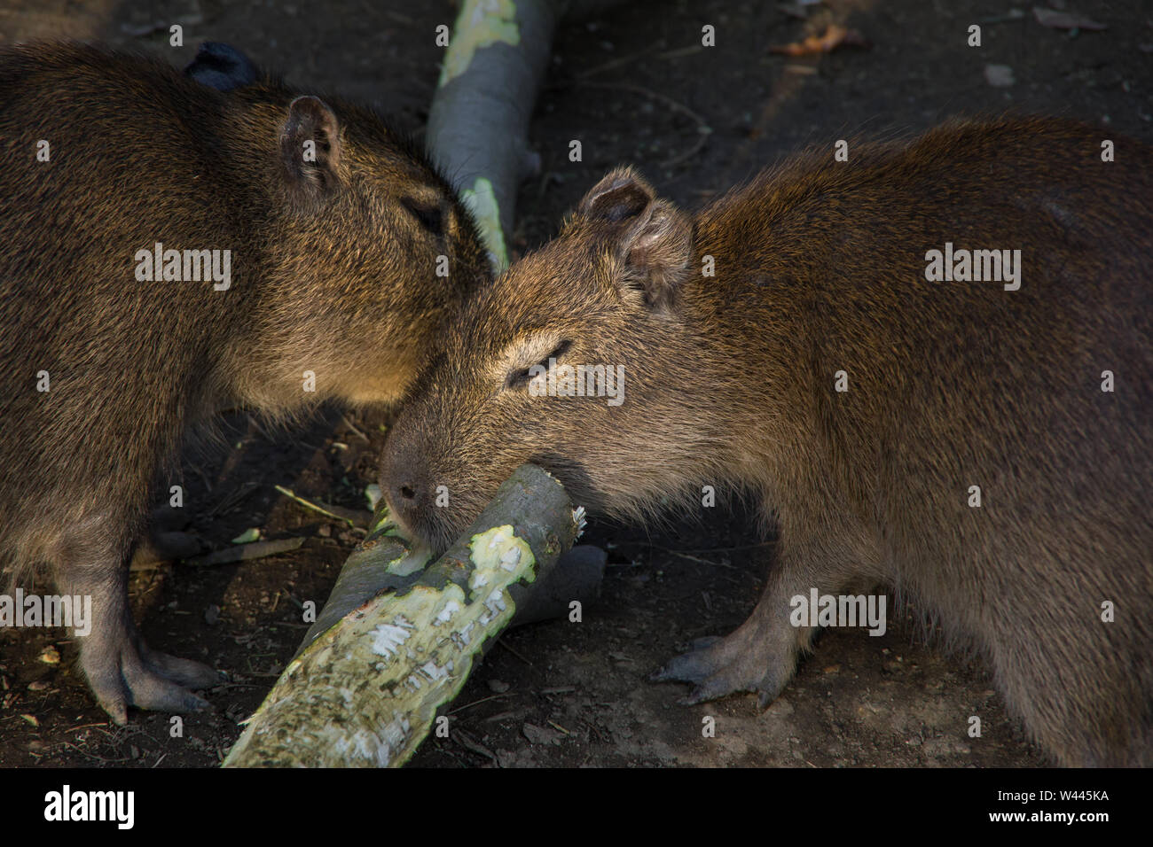 Close up view of two capybara's head (Hydrochoerus hydrochaeris ...