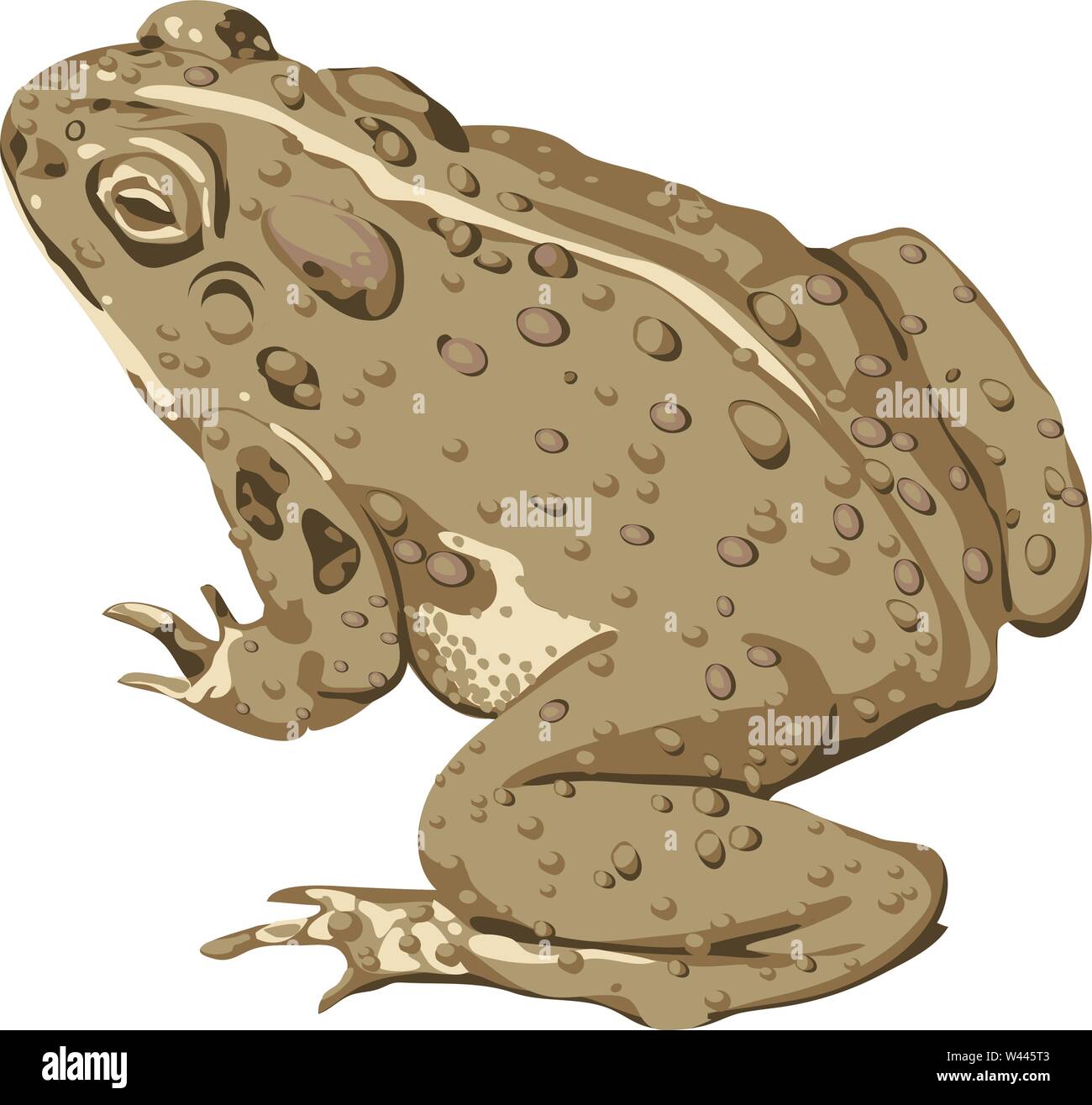 Webbed hind legs Stock Vector Images - Alamy