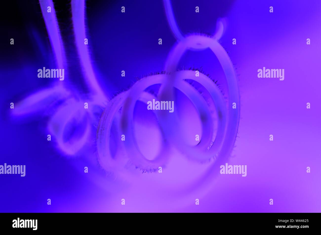 Twirly stem hi-res stock photography and images - Alamy