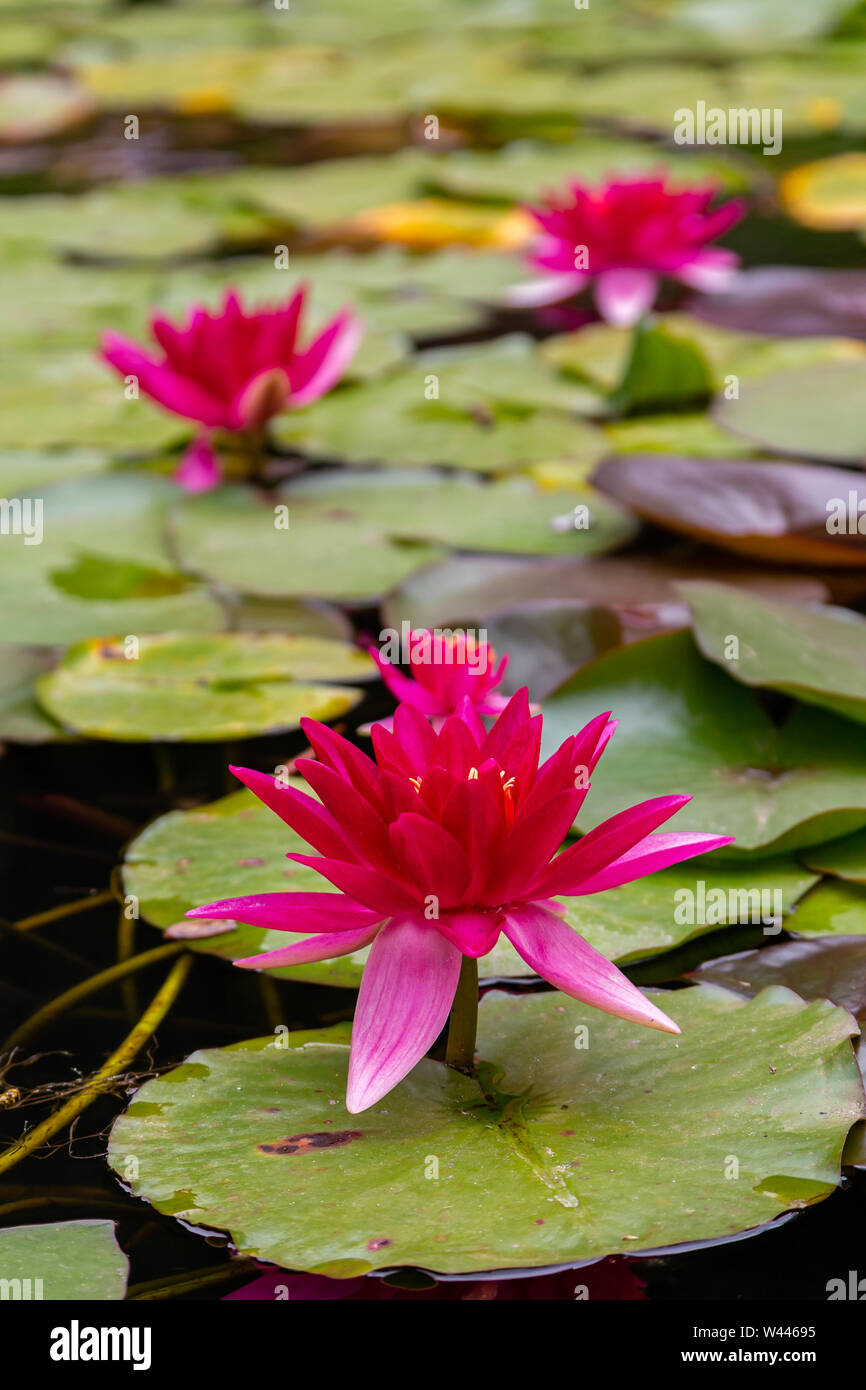 Fresh red water lilly with leafs in small pond Stock Photo - Alamy