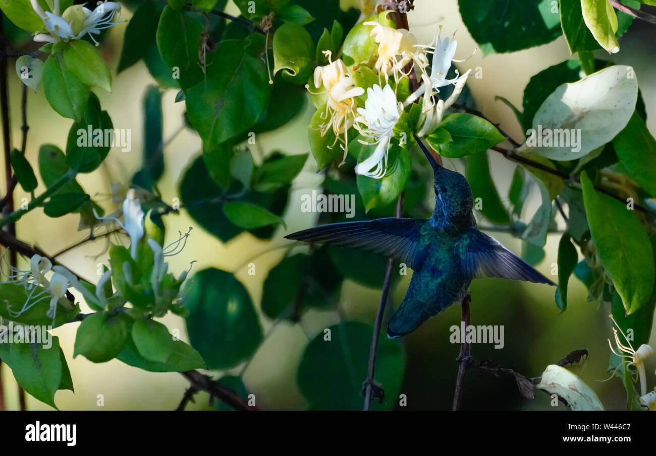 Humminbird eating pollen hi-res stock photography and images - Alamy