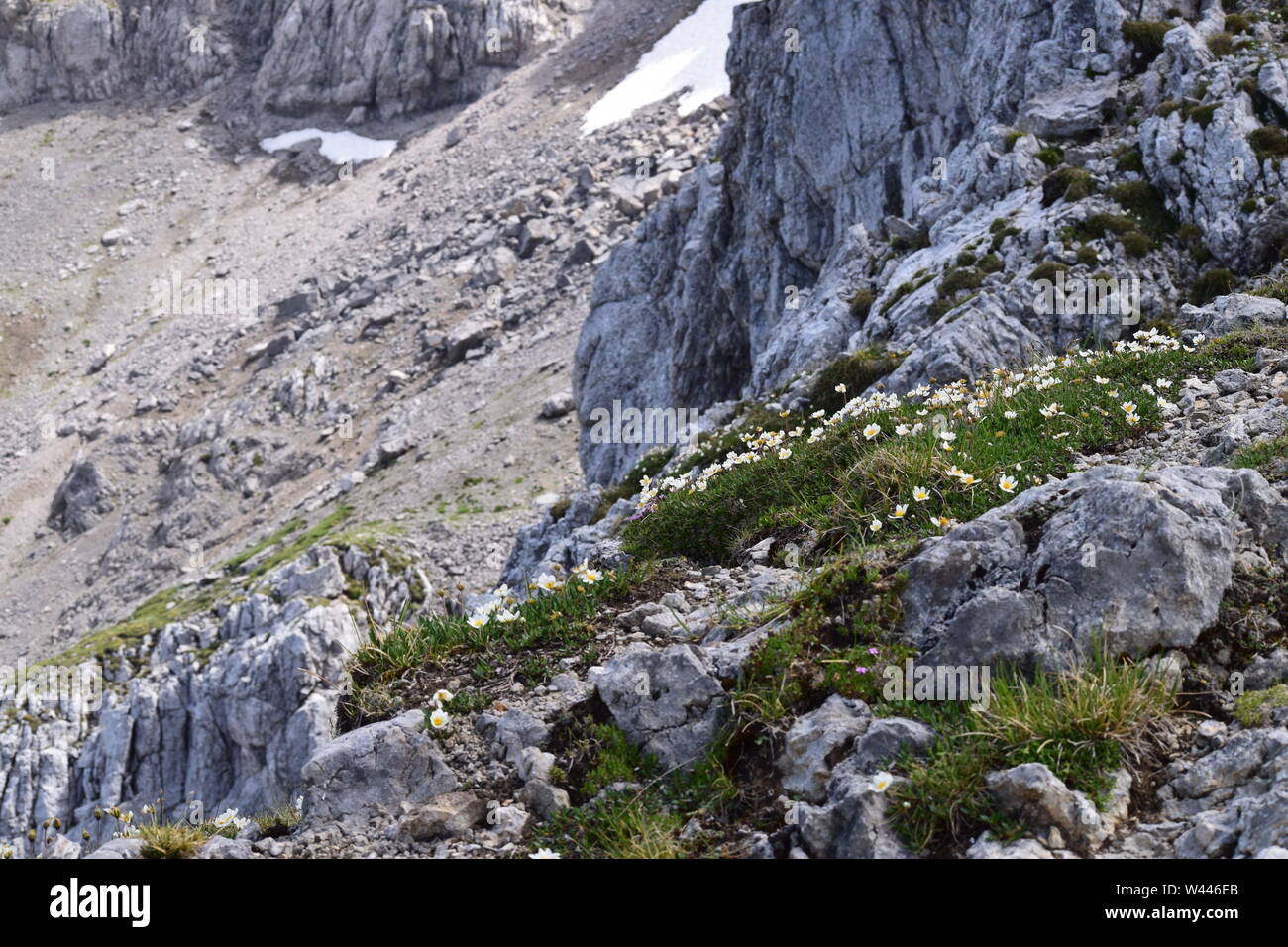 Edge rosettes hi-res stock photography and images - Alamy