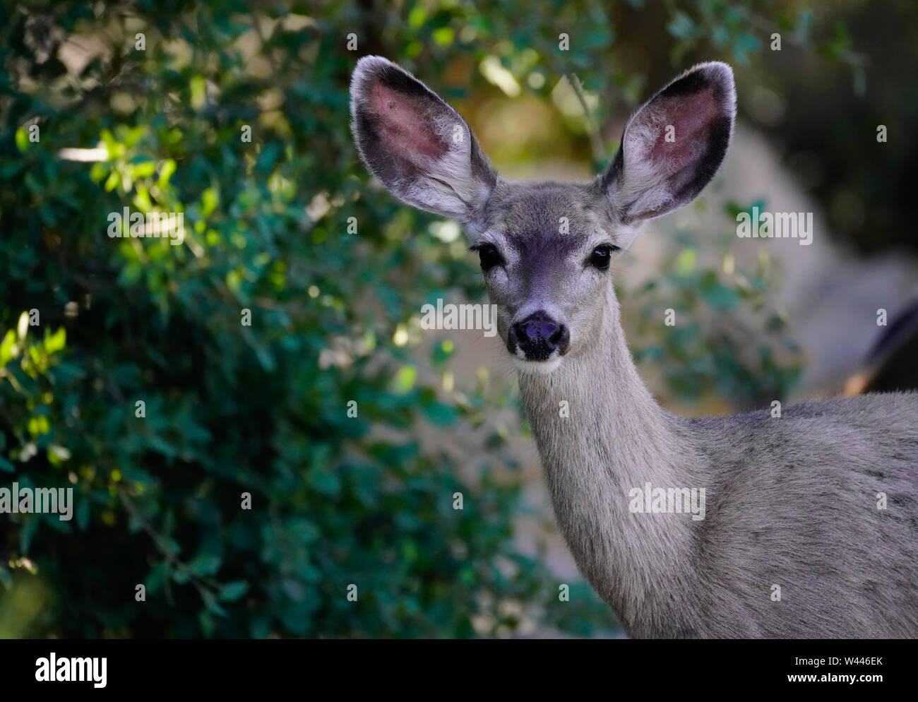 Doe next to foliage hi-res stock photography and images - Alamy