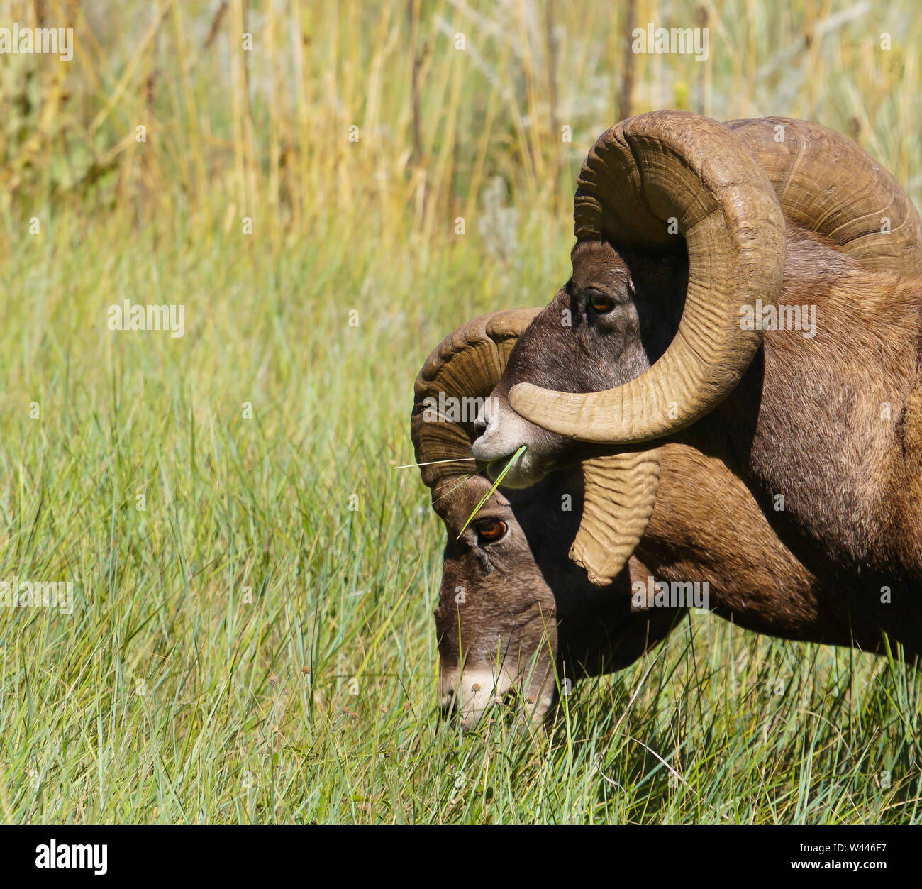 Close up of two ram heads hi-res stock photography and images - Alamy