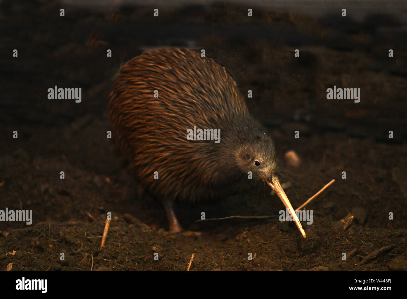North island brown kiwi hi-res stock photography and images - Alamy