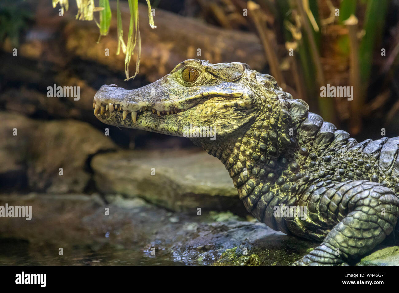 Paleosuchus Palpebrosus High Resolution Stock Photography and Images ...