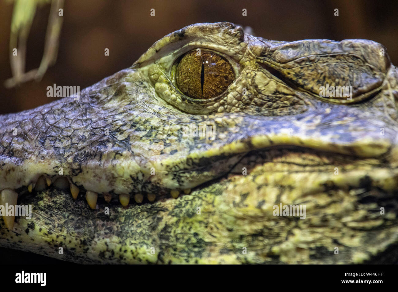 Paleosuchus Palpebrosus High Resolution Stock Photography and Images ...