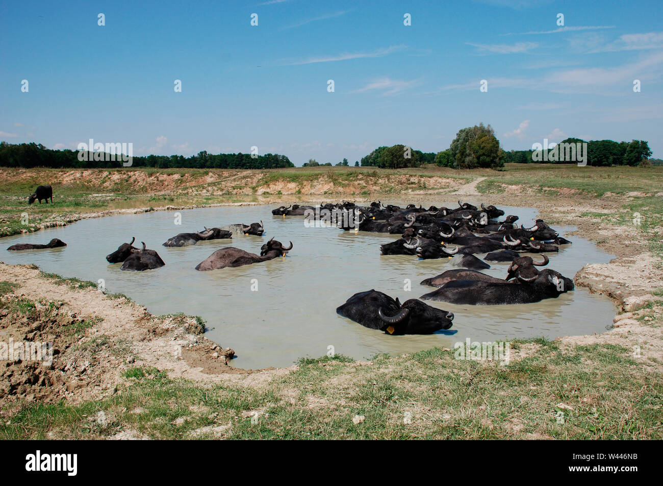 Buffalo reserve hi-res stock photography and images - Alamy
