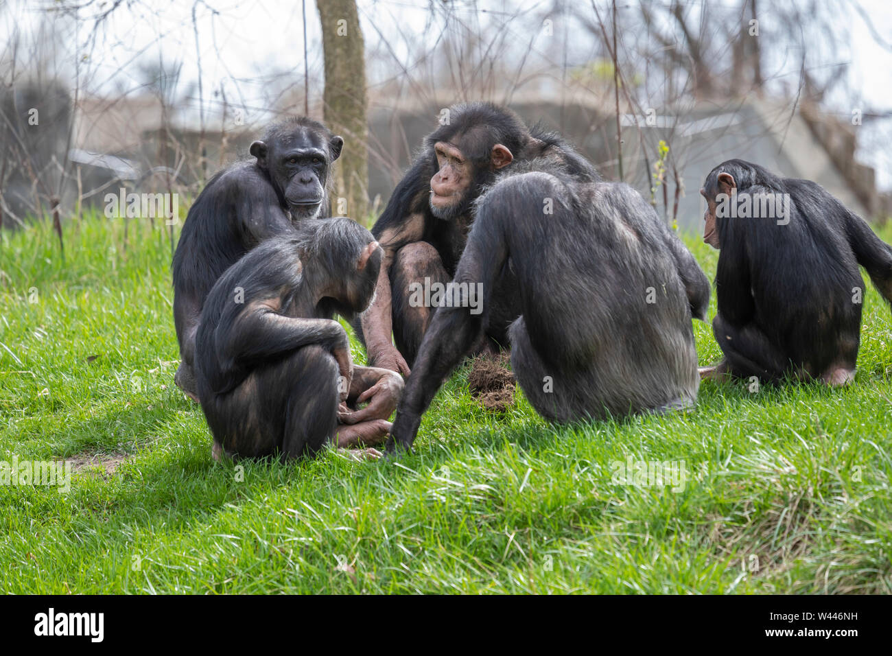 Detroit, Michigan - A family group of chimpanzees (Pan troglodytes) at ...
