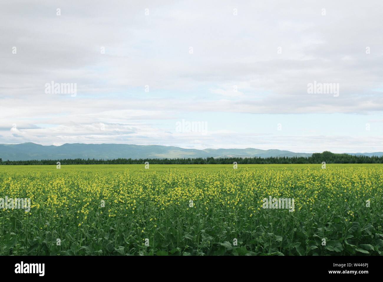 Beautiful green open field with mountains in the background and amazing ...