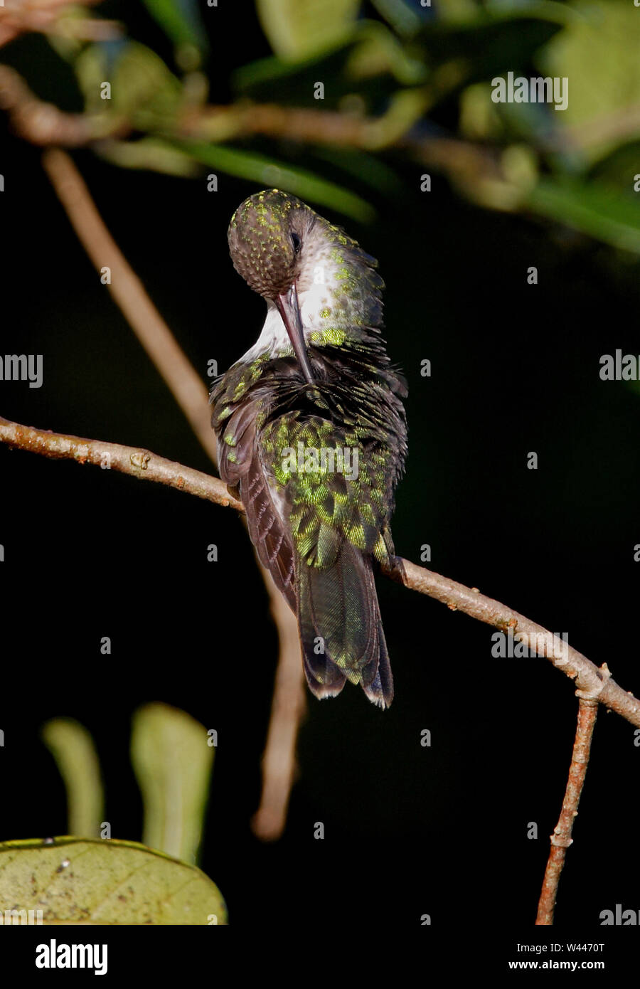 Doctor bird jamaica hi-res stock photography and images - Alamy